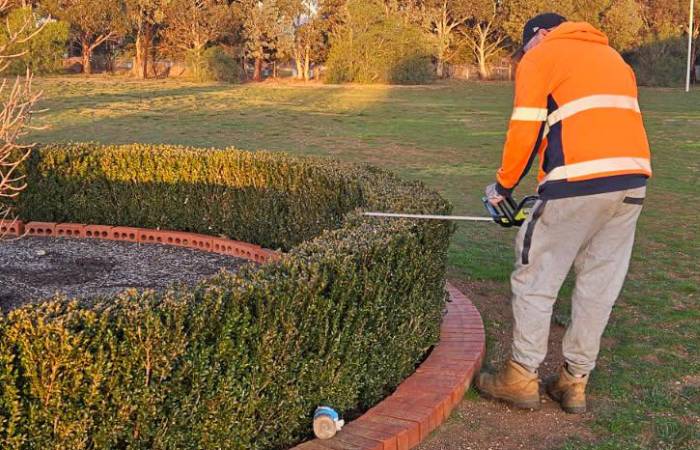 Trimming Trees - SS Property Maintenance